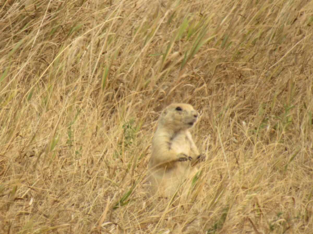 Badlands National Park - OurUSAAdventures.com
