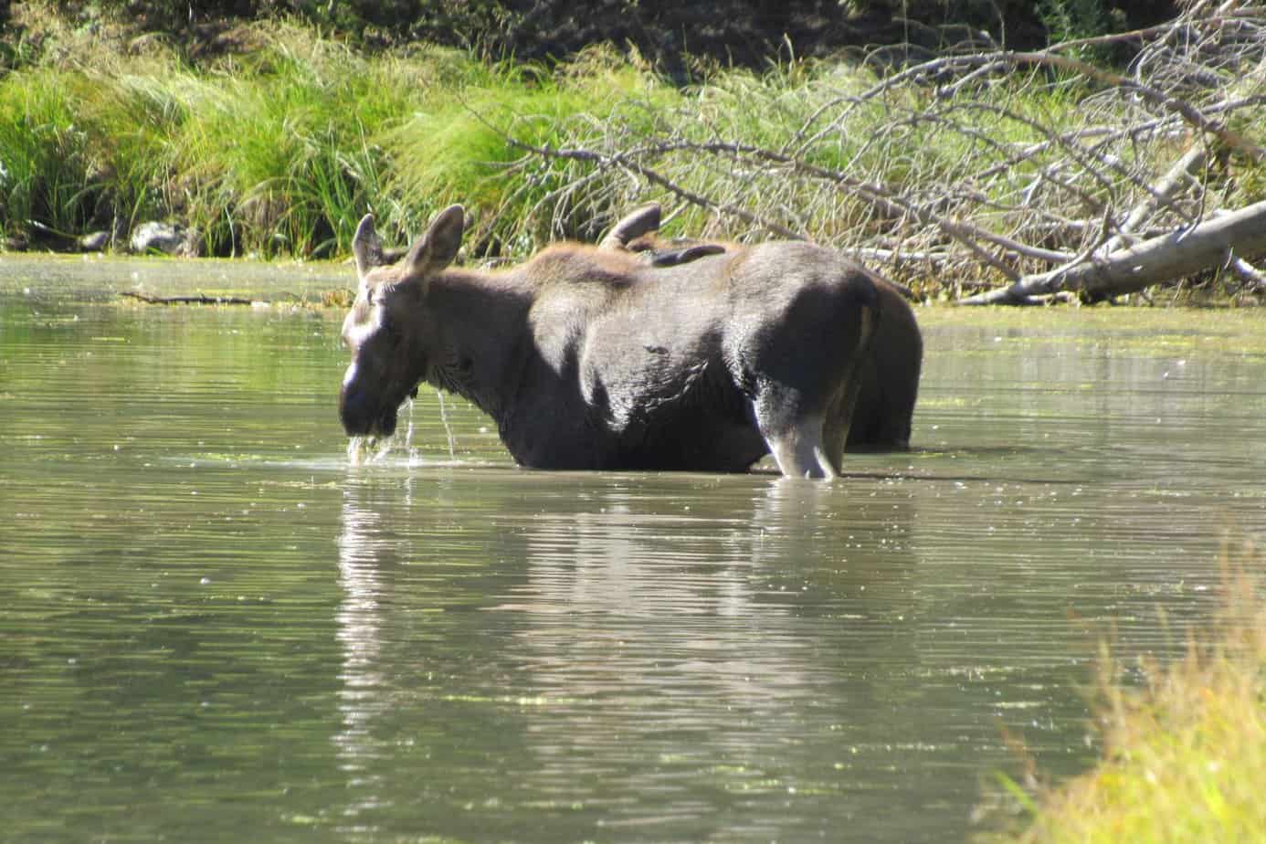 Majestic Moose at Fishercap Lake: a Glacier Park Gem - OurUSAAdventures.com