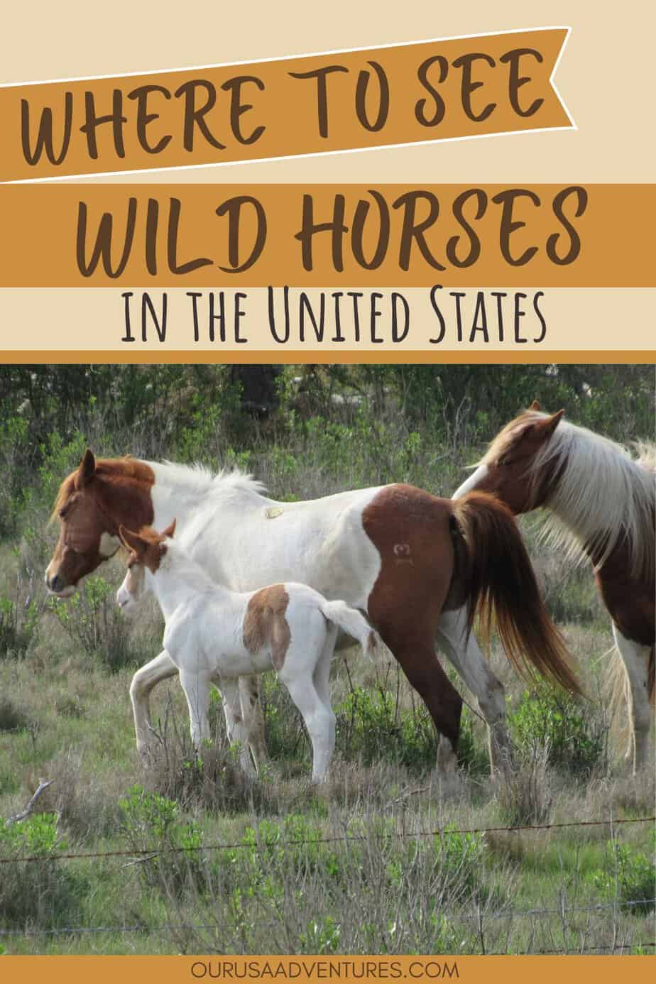 Discover the Magic of Wild Horses: 19 Places to See Them in the United ...