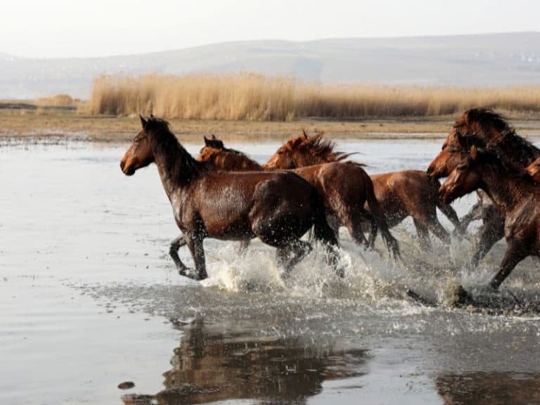 Discover the Magic of Wild Horses: 19 Places to See Them in the United ...