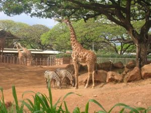 Animal Adventures: Discovering the Best Zoos in Every U.S. State ...