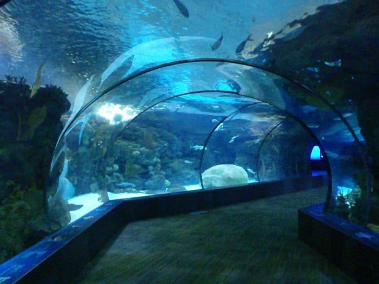 Animal Adventures: Discovering the Best Zoos in Every U.S. State ...