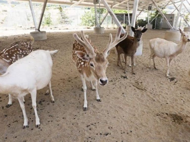 Animal Adventures: Discovering the Best Zoos in Every U.S. State ...