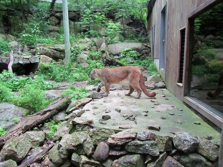Animal Adventures: Discovering the Best Zoos in Every U.S. State ...