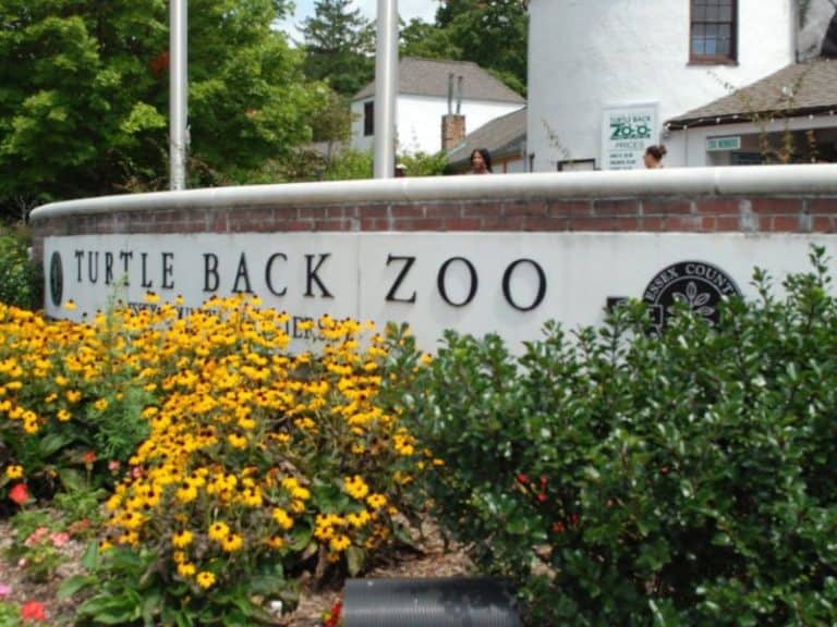 Animal Adventures: Discovering the Best Zoos in Every U.S. State ...